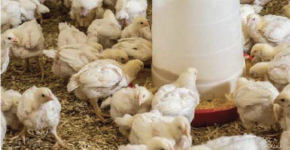Investment opportunity: Awari Poultry - Business Advantage PNG