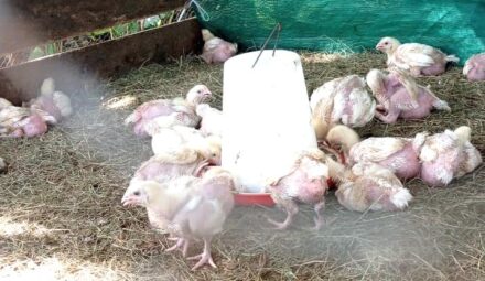 Waste not, feed more: poultry farm’s award-winning solution has wings ...